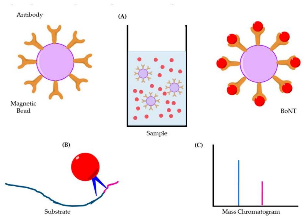 An overview of the endopeptidase mass spectrometry assay and