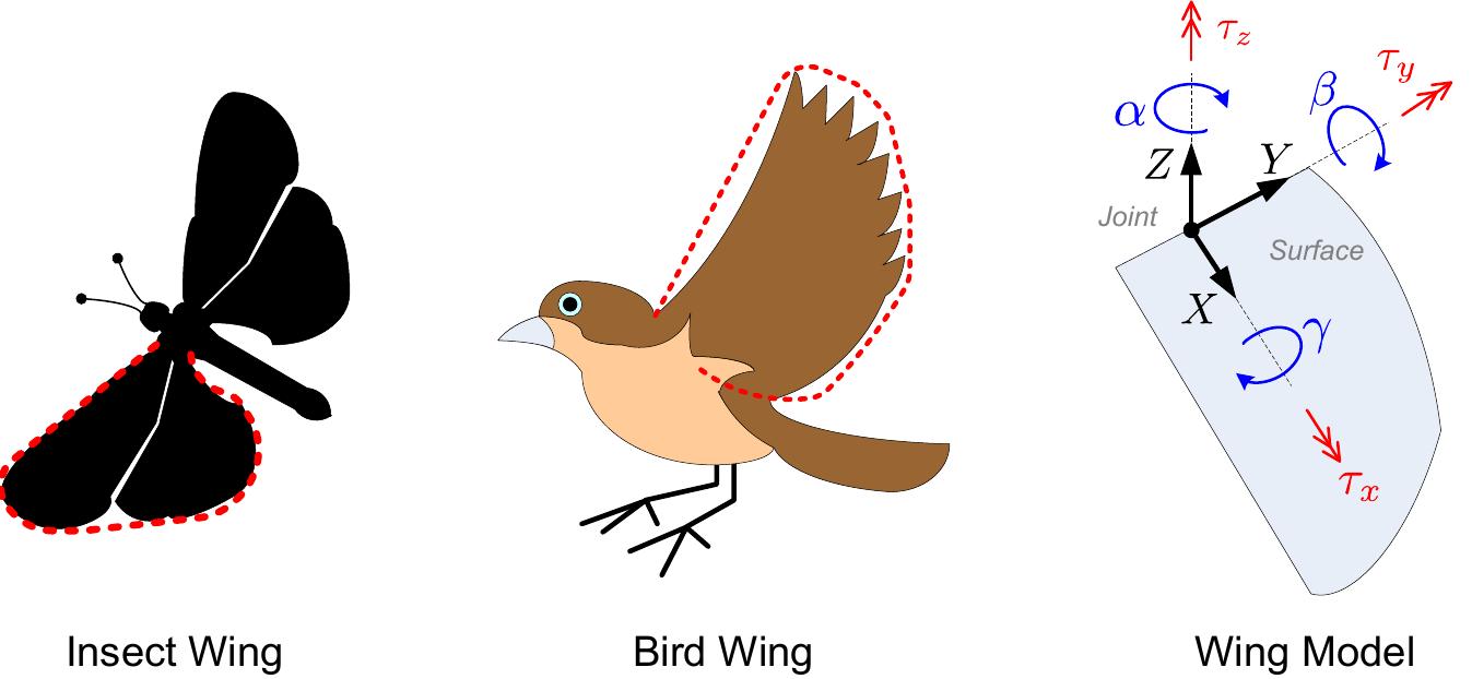 Illustrative images of wing shapes in nature. ornithopter