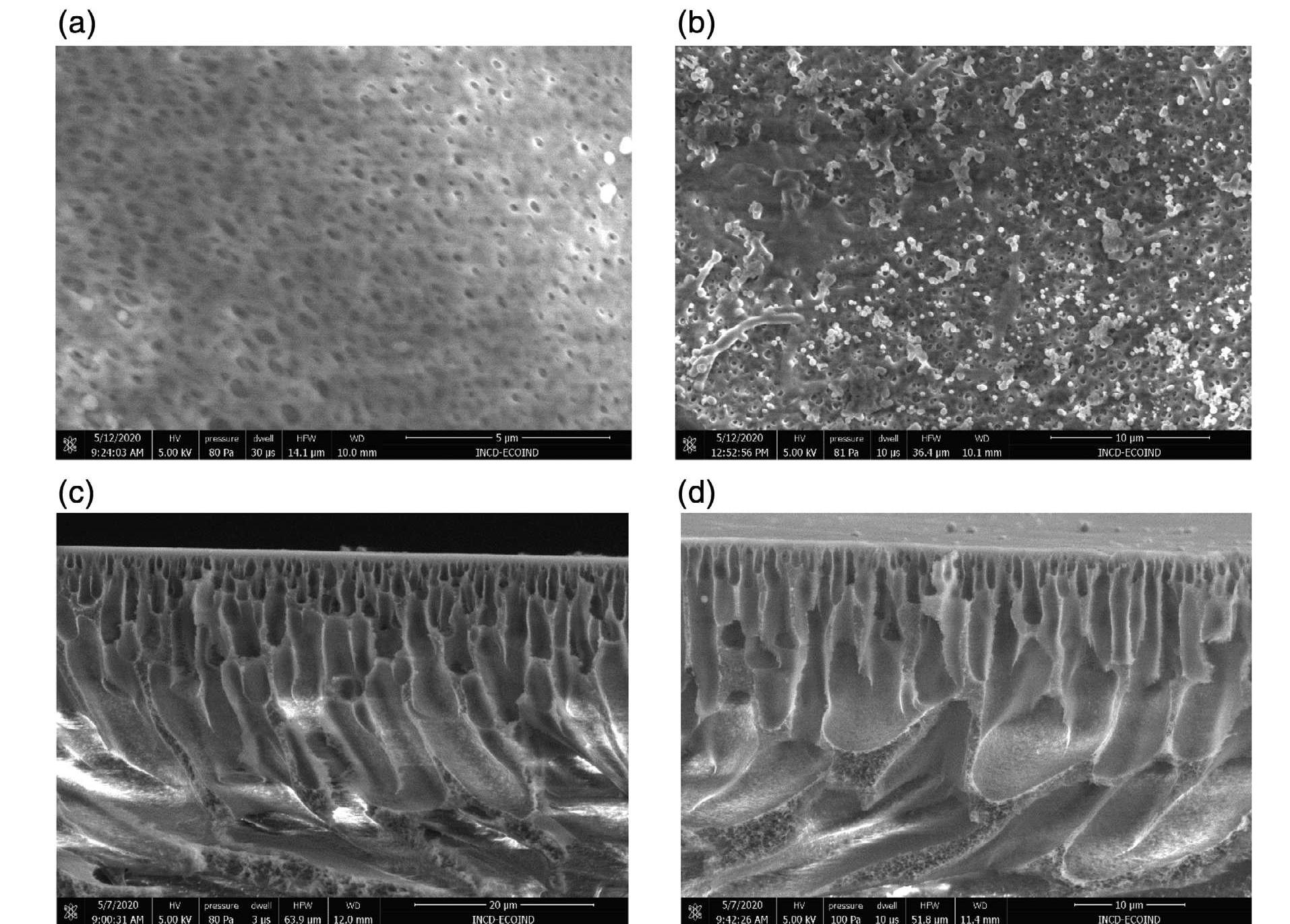 Scanning electron microscopy images of polyethersulfone