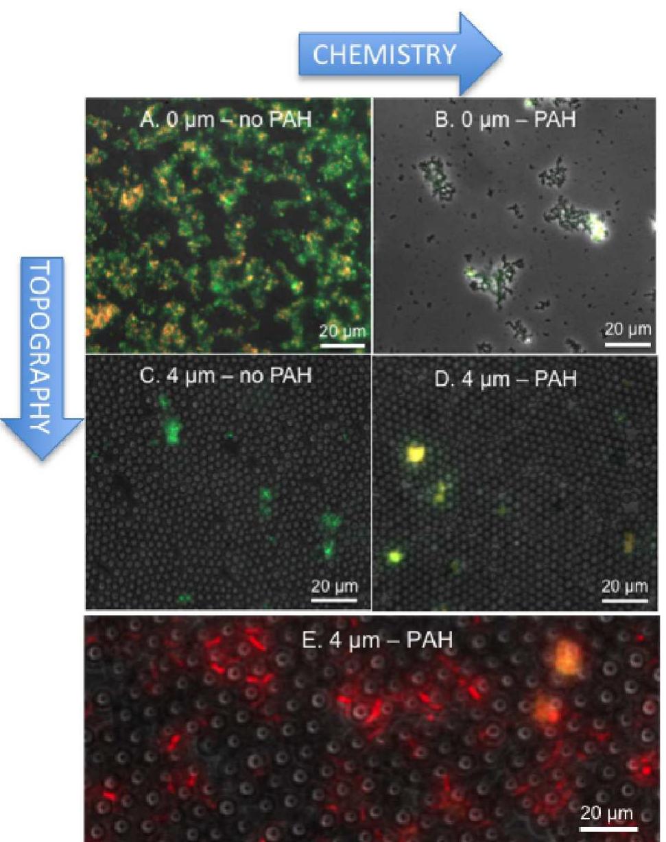 A-d: fluorescence images of p. aeruginosa after 22 h of