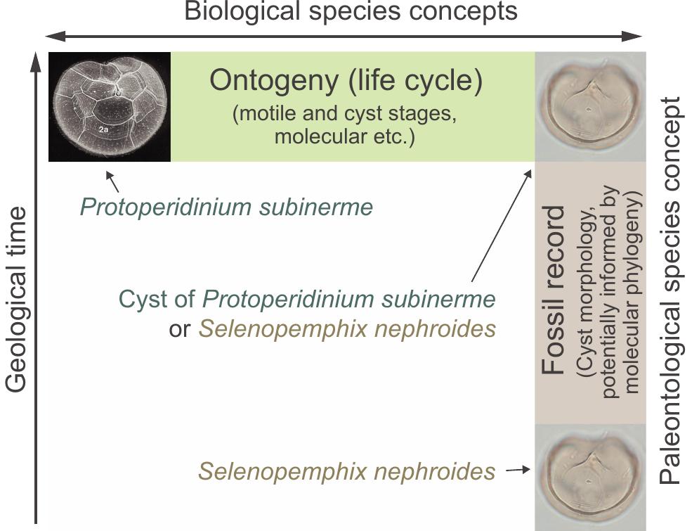 Figure 3 - from Dual nomenclature in organic-walled