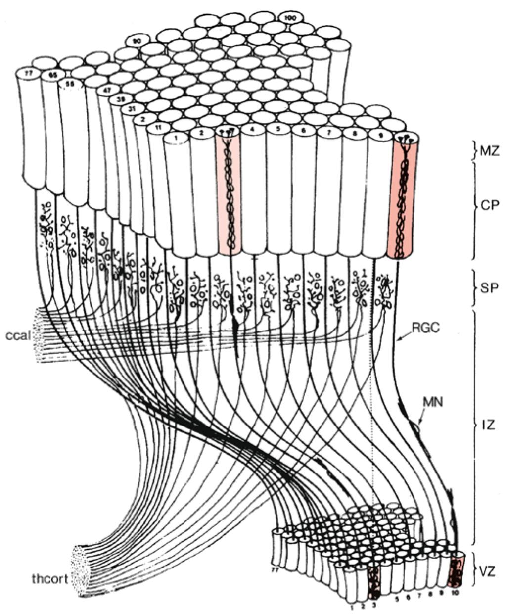 16 the protomap of the cerebral cortex. radial migration