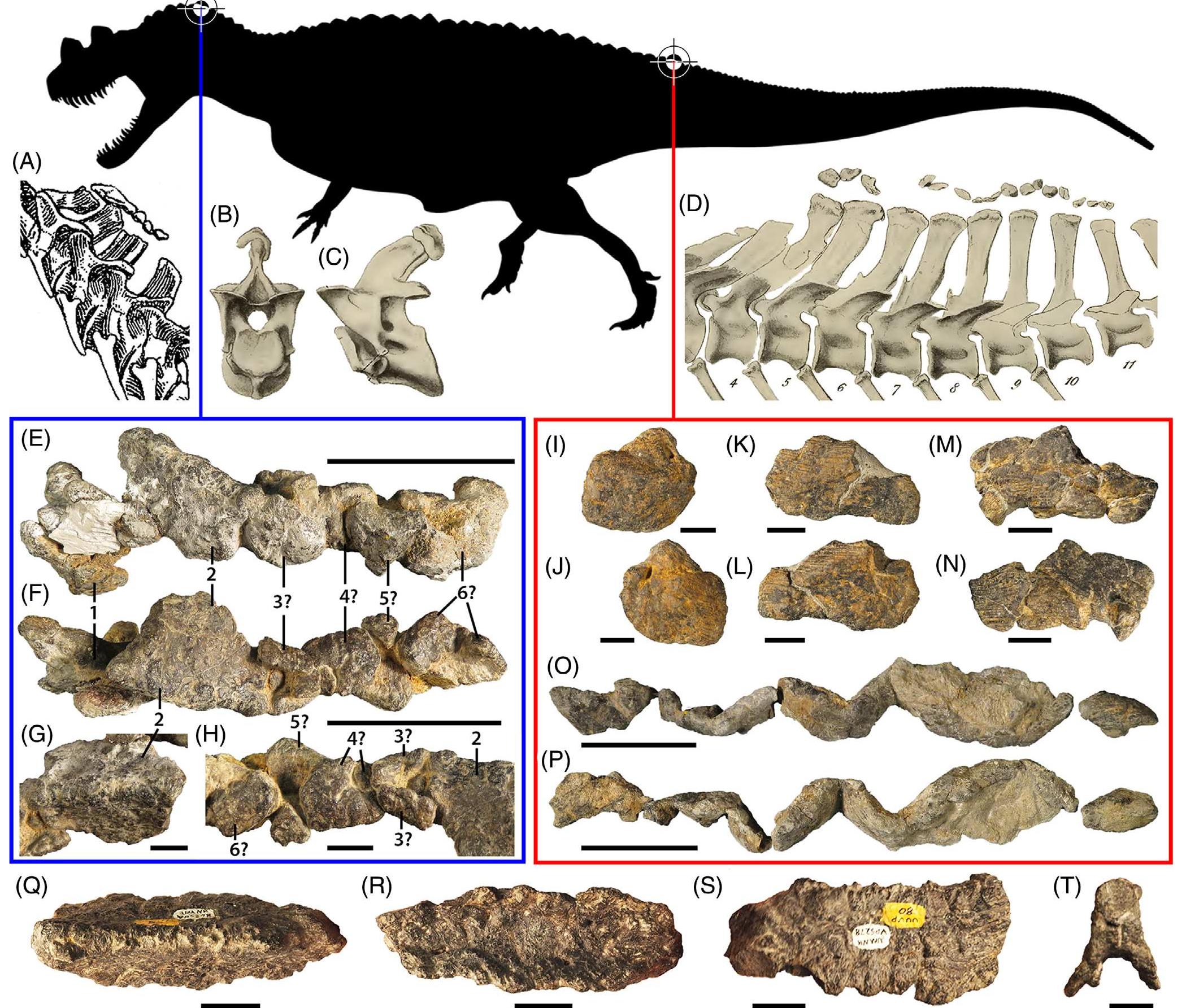 Dermal ossifications in the ceratosaurid ceratosaurus