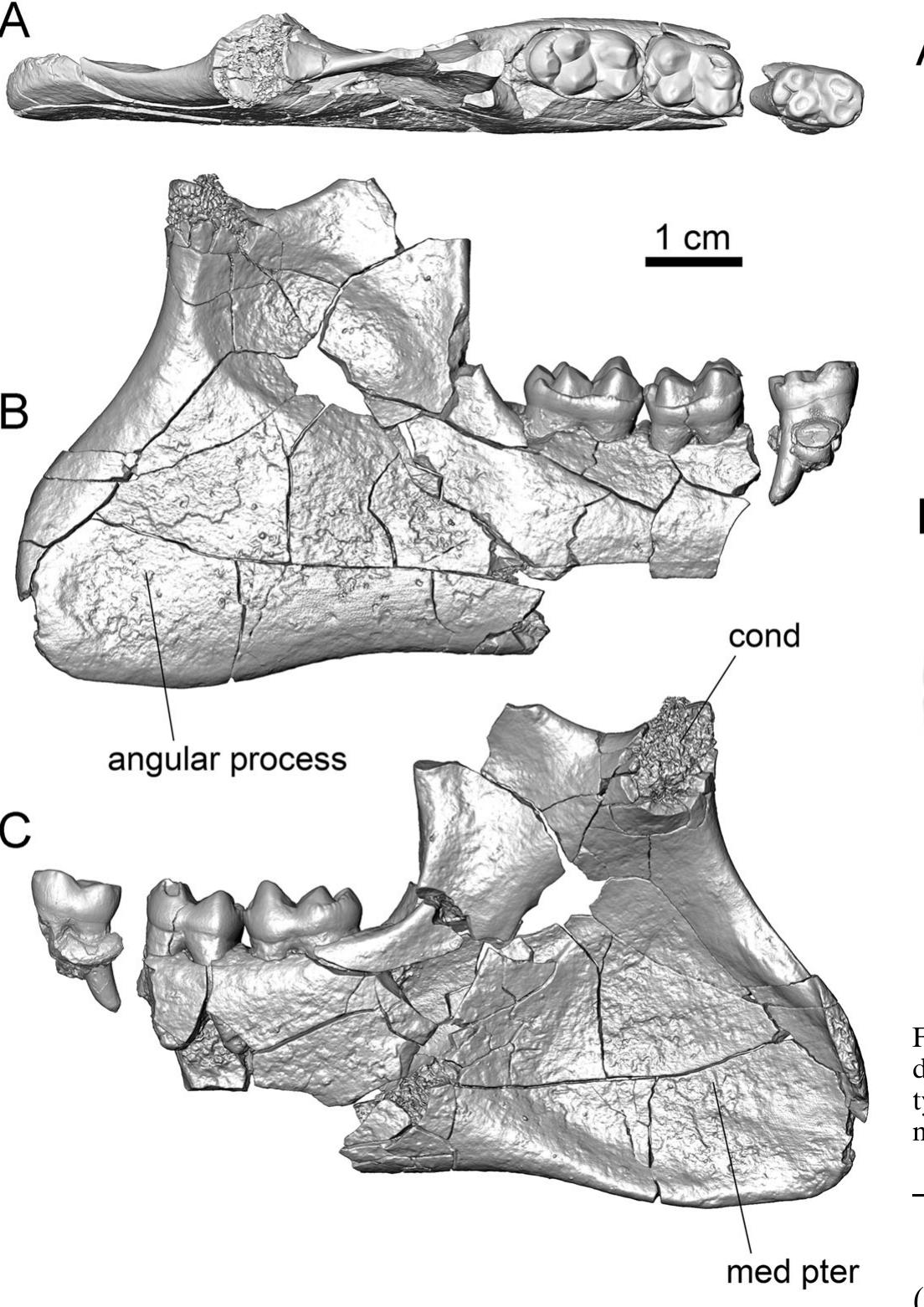 Cambaytherium gracilis, gu 9019, right dentary with m2-3 and