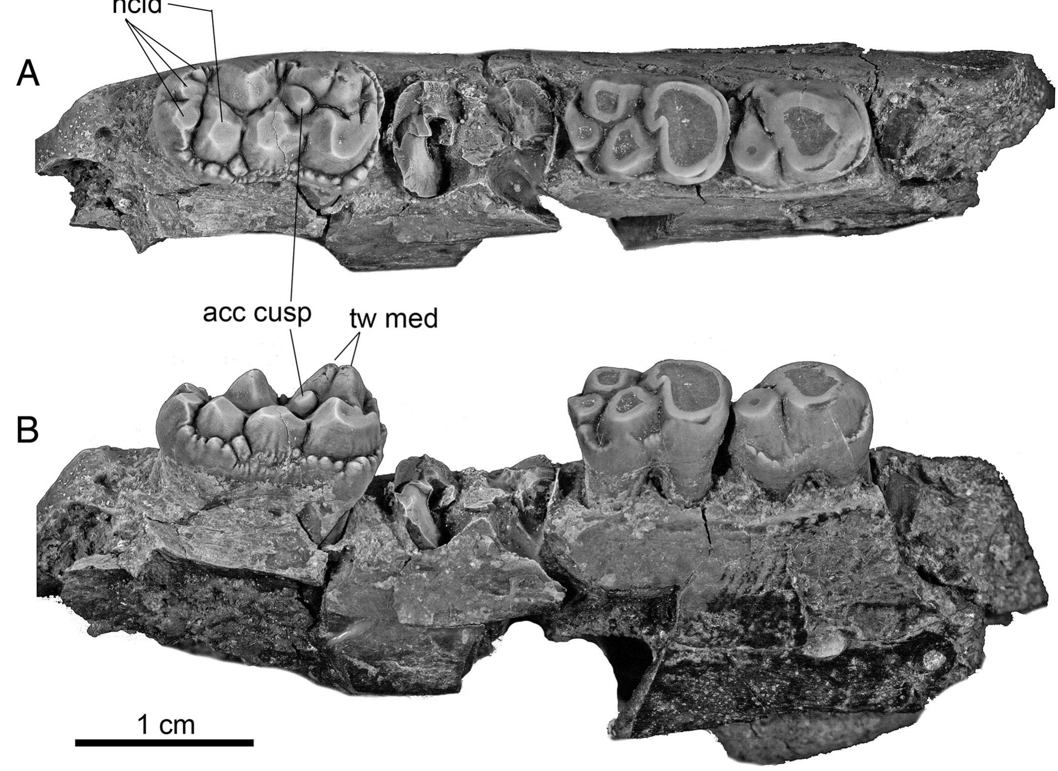 Cambaytherium gracilis, wif/a 4211, right p4, m1, m3, in a,