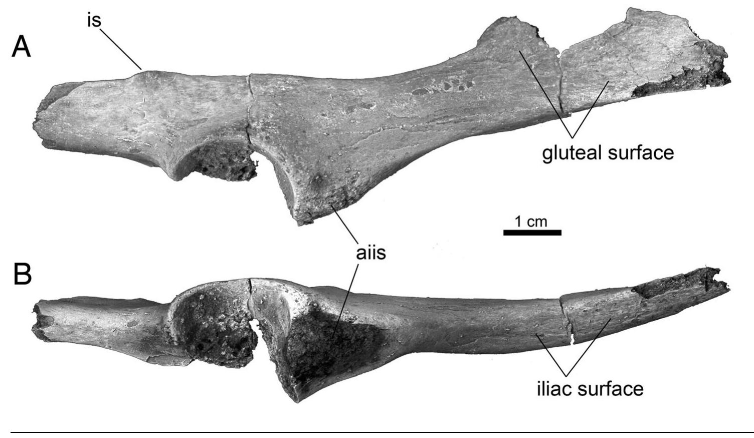 Hind limb pelvis—a fragmentary innominate from tad-2 (gu