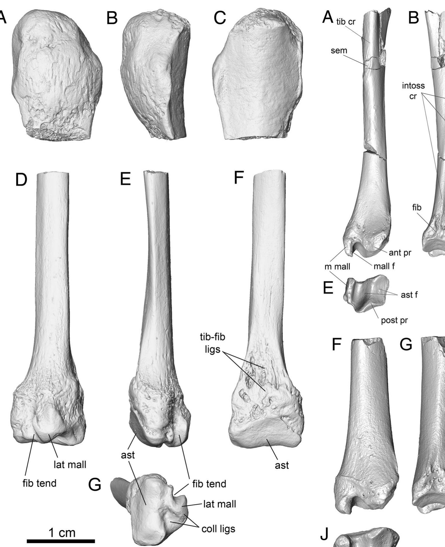 Patella and fibula of cambaytherium thewissi. a-c, left(?)