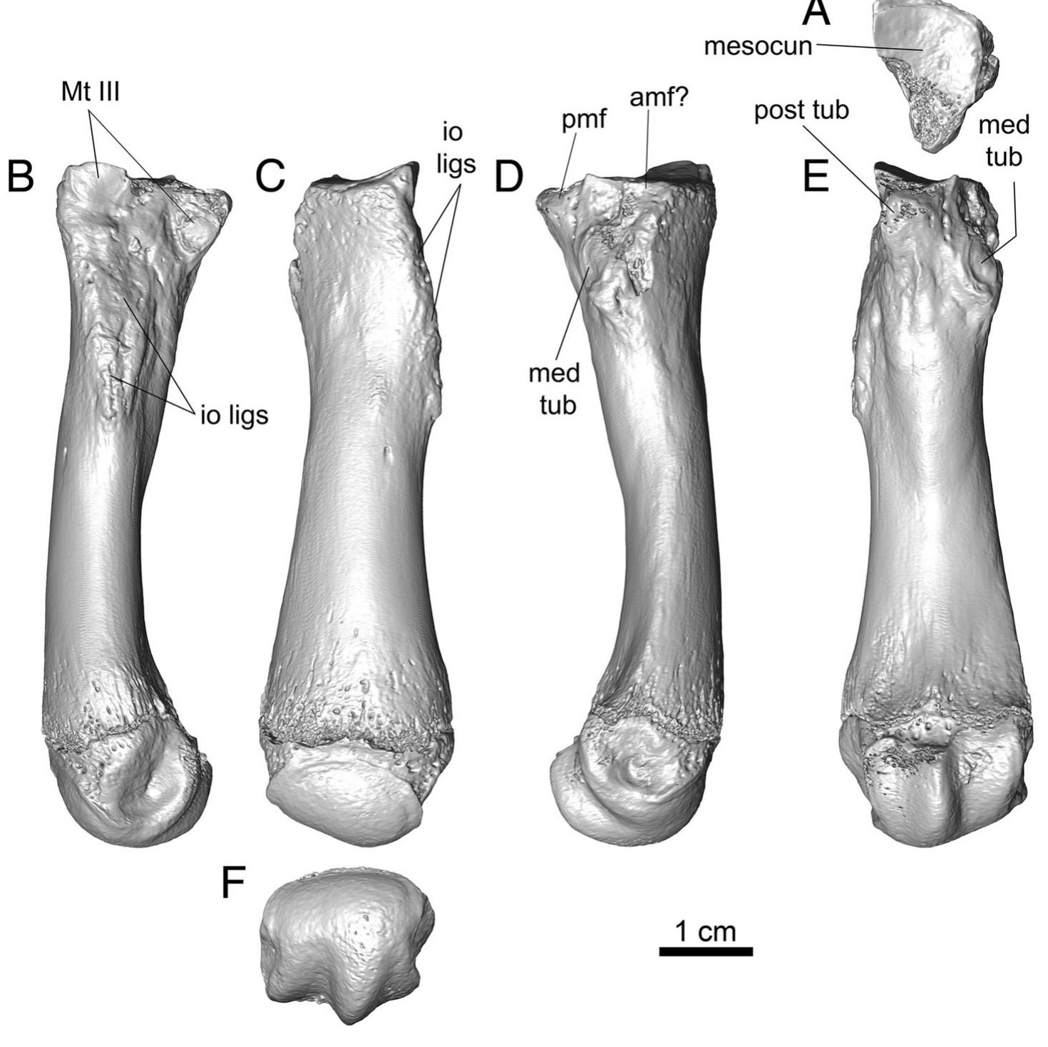 Might be for a sesamoid in the m. fibularis longus tendon as