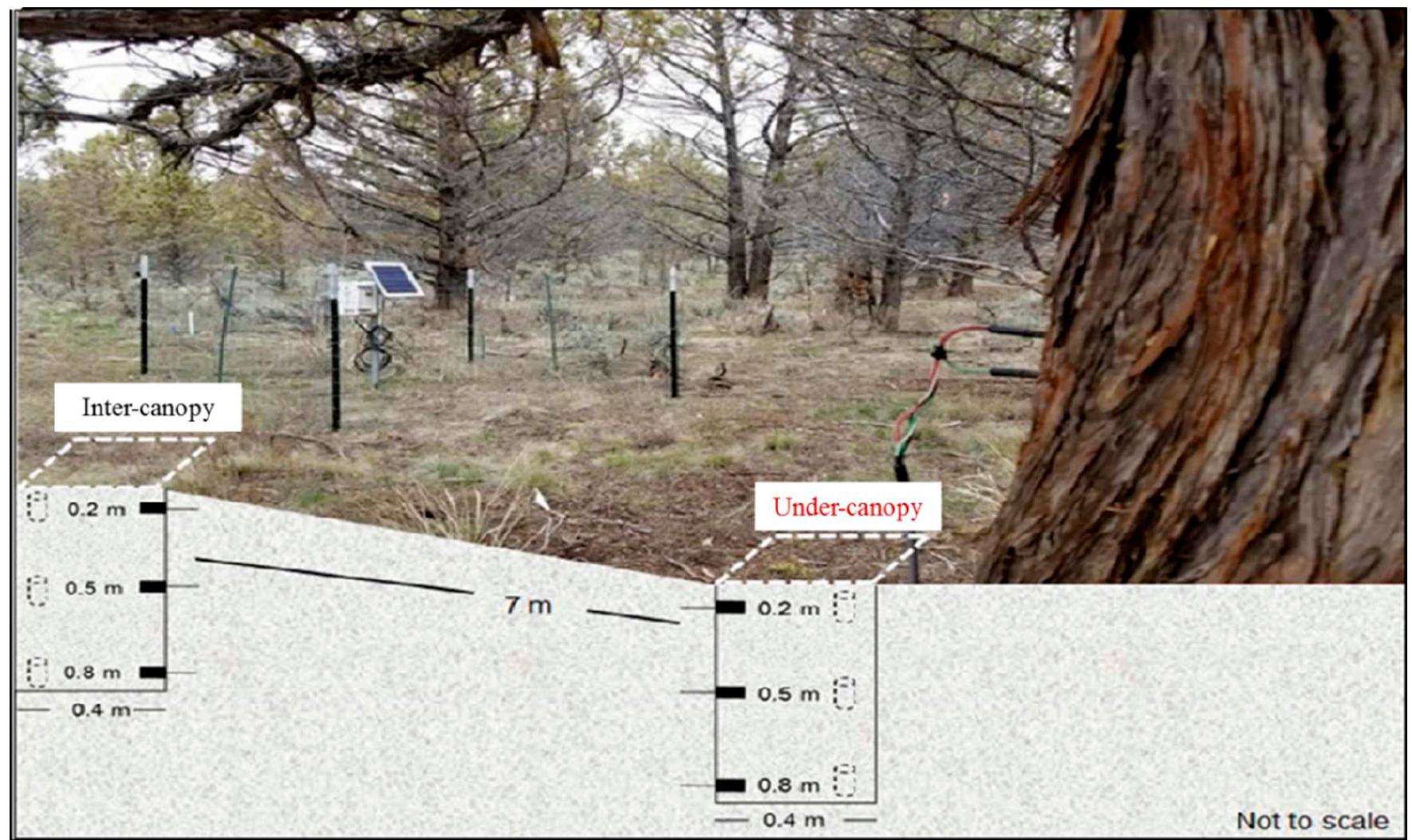 Schematic illustrating soil moisture sensor placement, soil