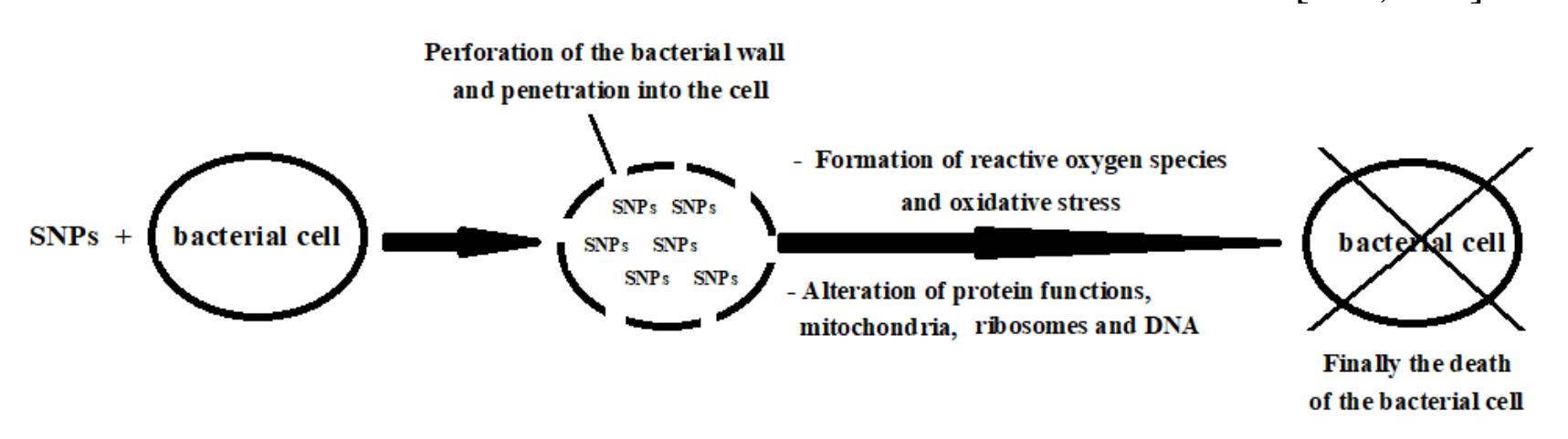 Interaction of snps with bacterial membrane in the fight