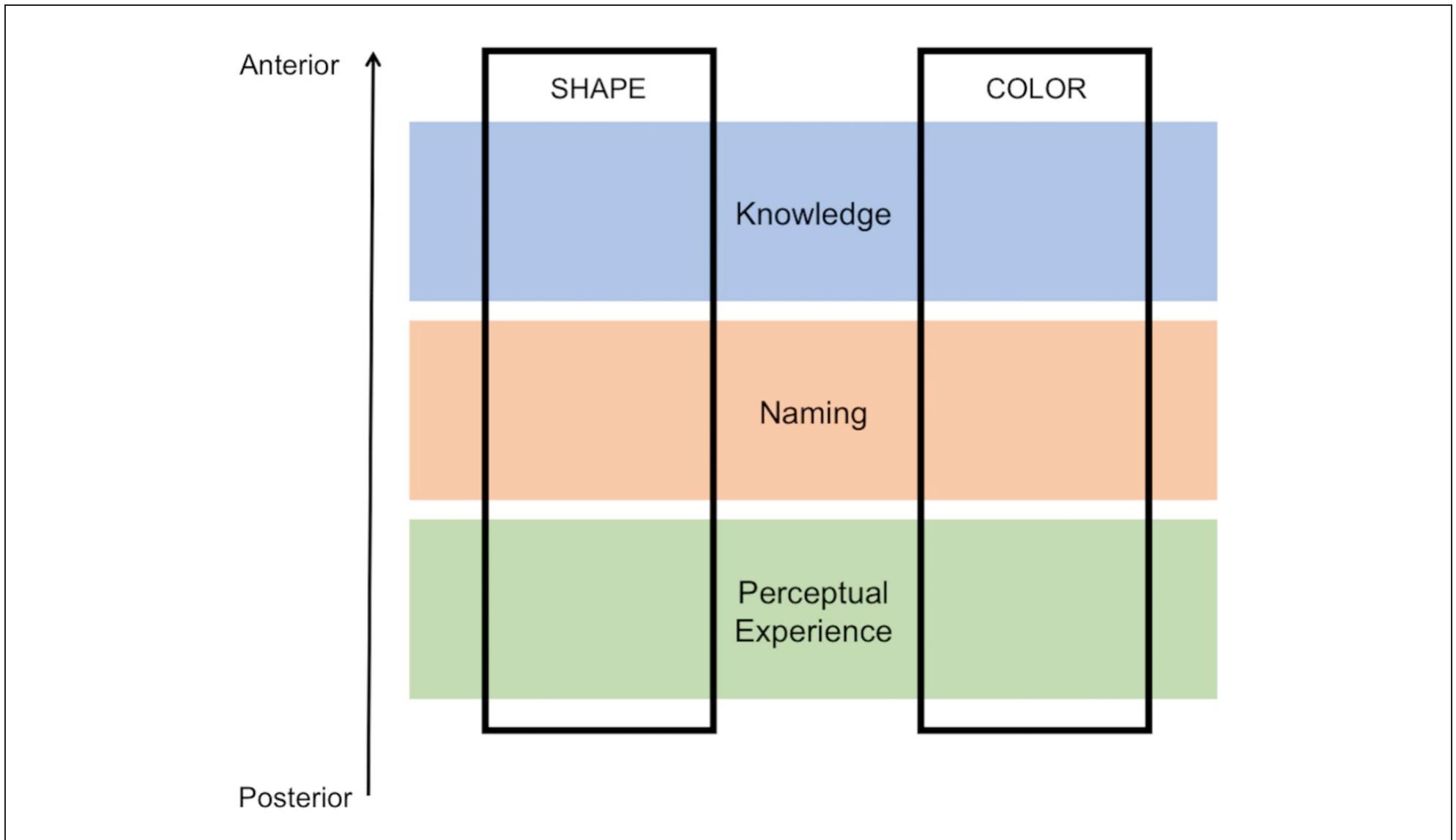 A schematic drawing of a hierarchy of cortical color