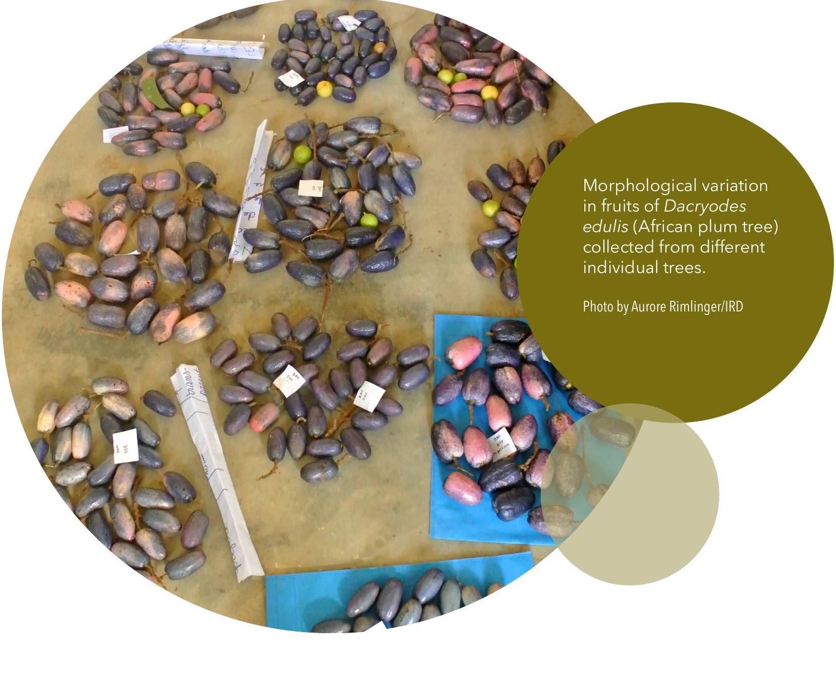 Fta work has also explored opportunities for and challenges