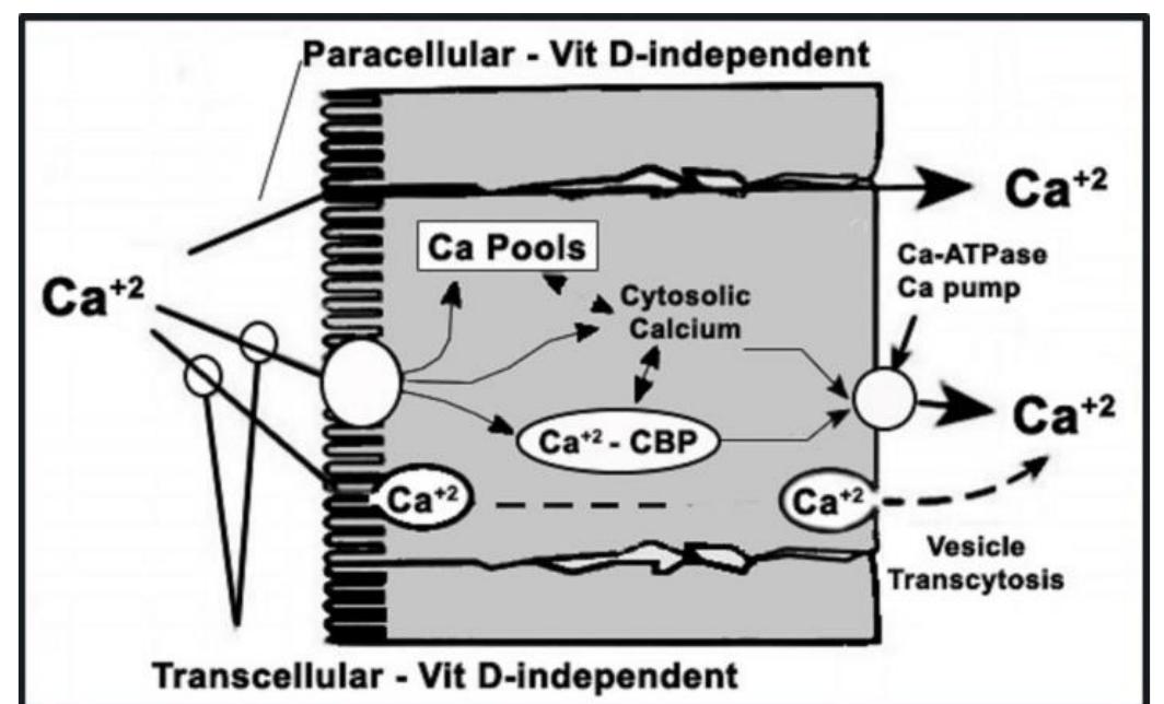 Schematic illustration of calcium absorption in the