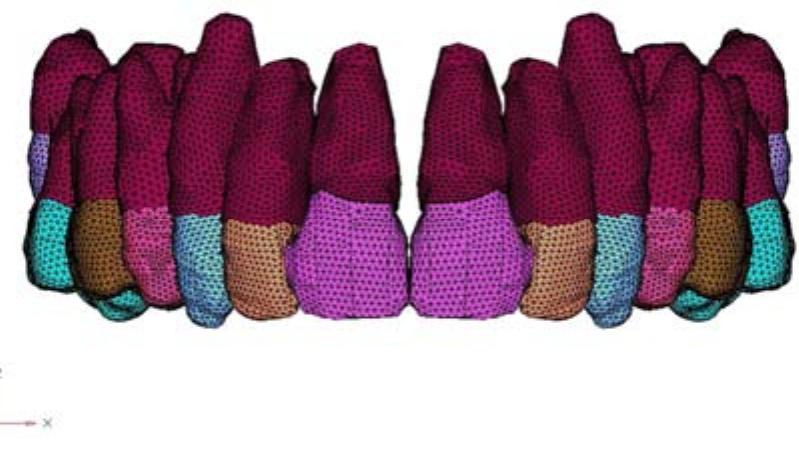 Geometric models of the maxillary teeth.