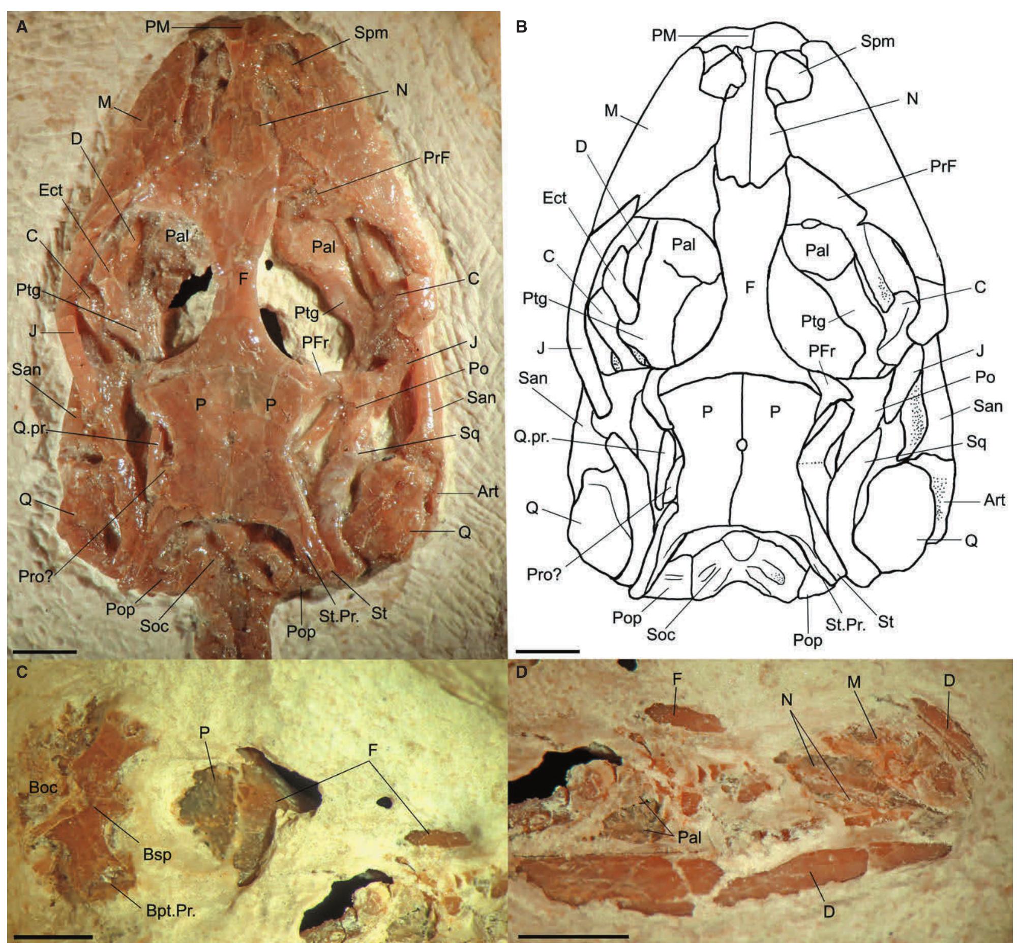Skull of the holotype of hichstaettisaurus schroederi. a,