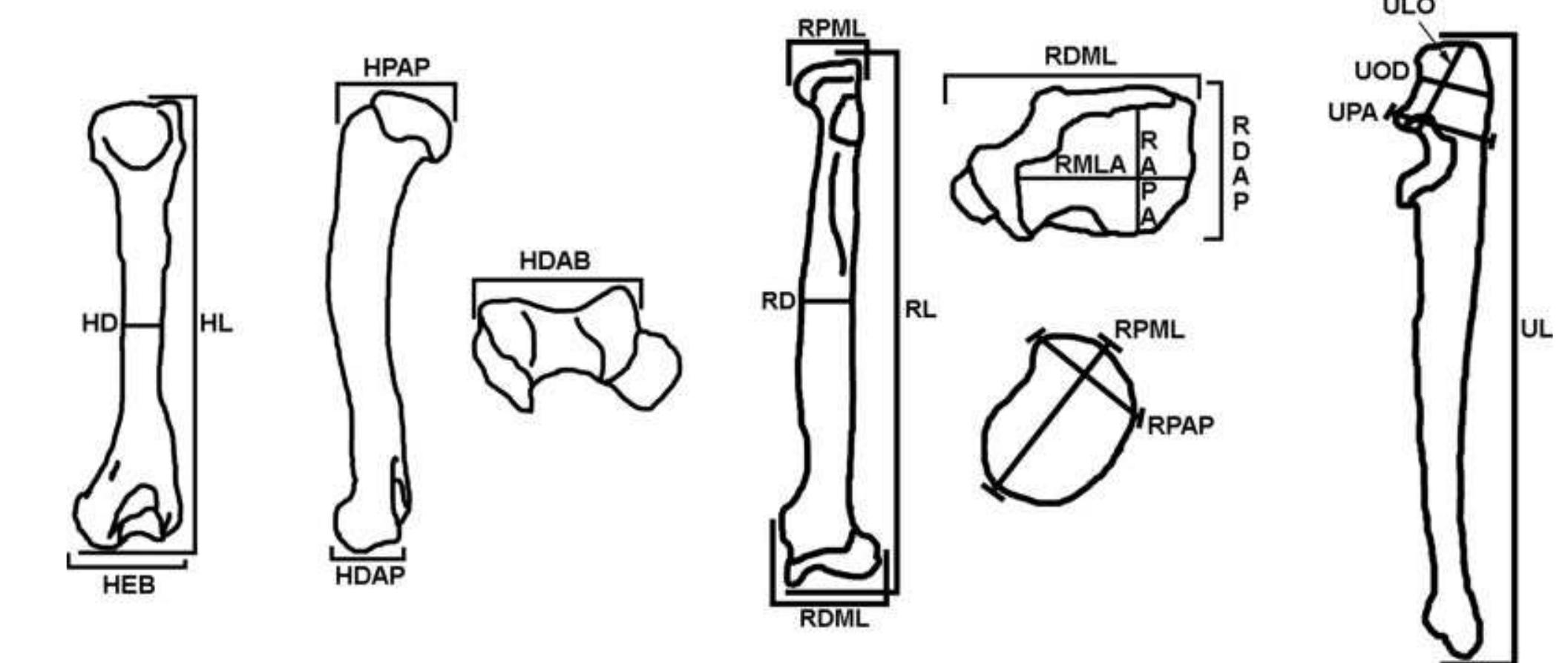 Line drawings of lion limb elements of measurements taken on