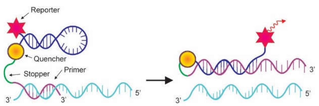 Mechanism of action of scorpion probe. the scorpion probe