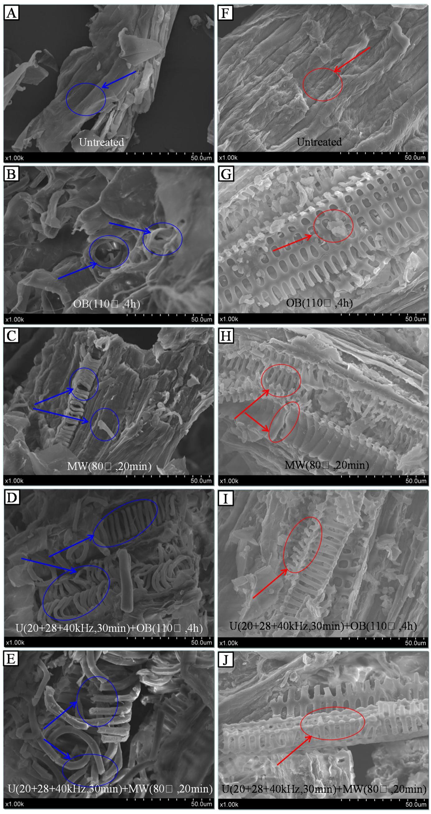 Scanning electron microscope (sem) images of gs (a -e) and