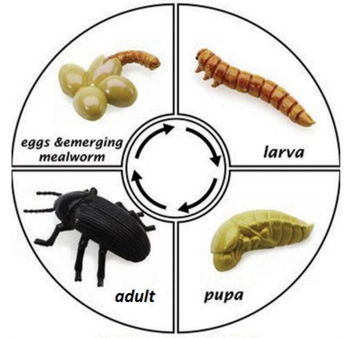 The lifecycle of the mealworm its life cycle consists of 4