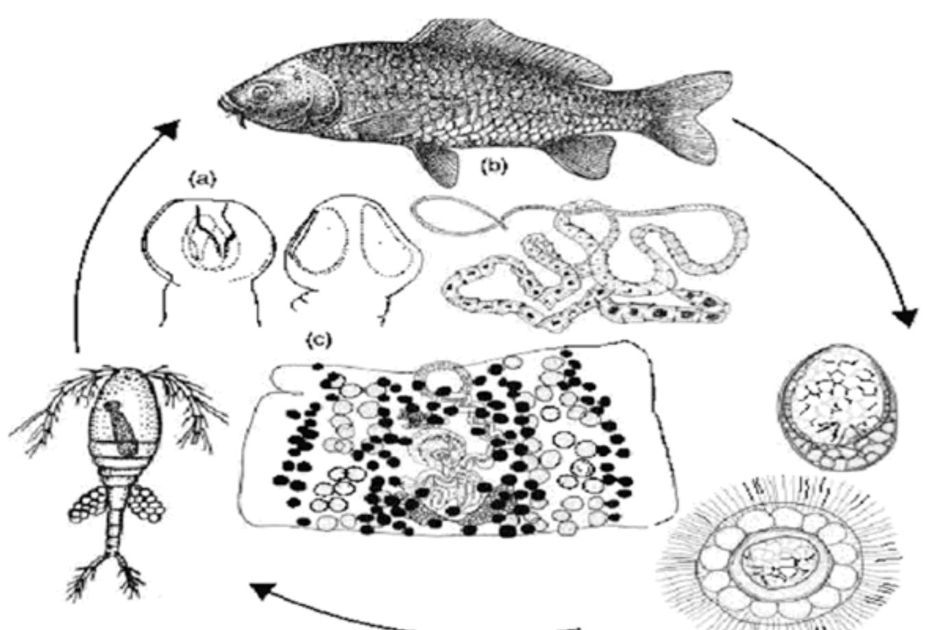 Life cycle and morphology of b. acheilognathi. (a) scolex,