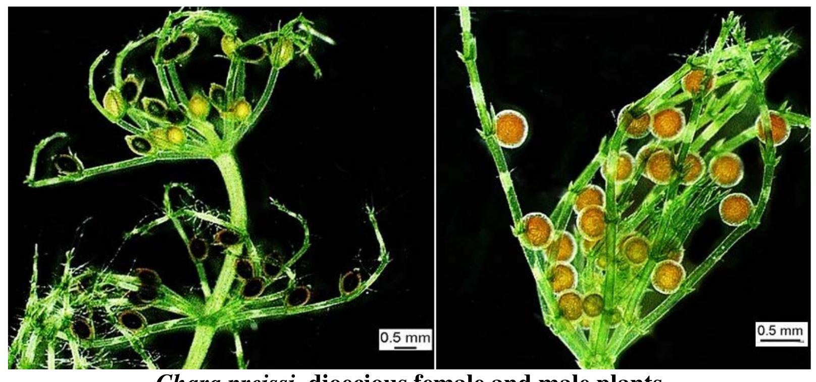 Figure 8 - The Organic Chemistry of the Charophytes Chara