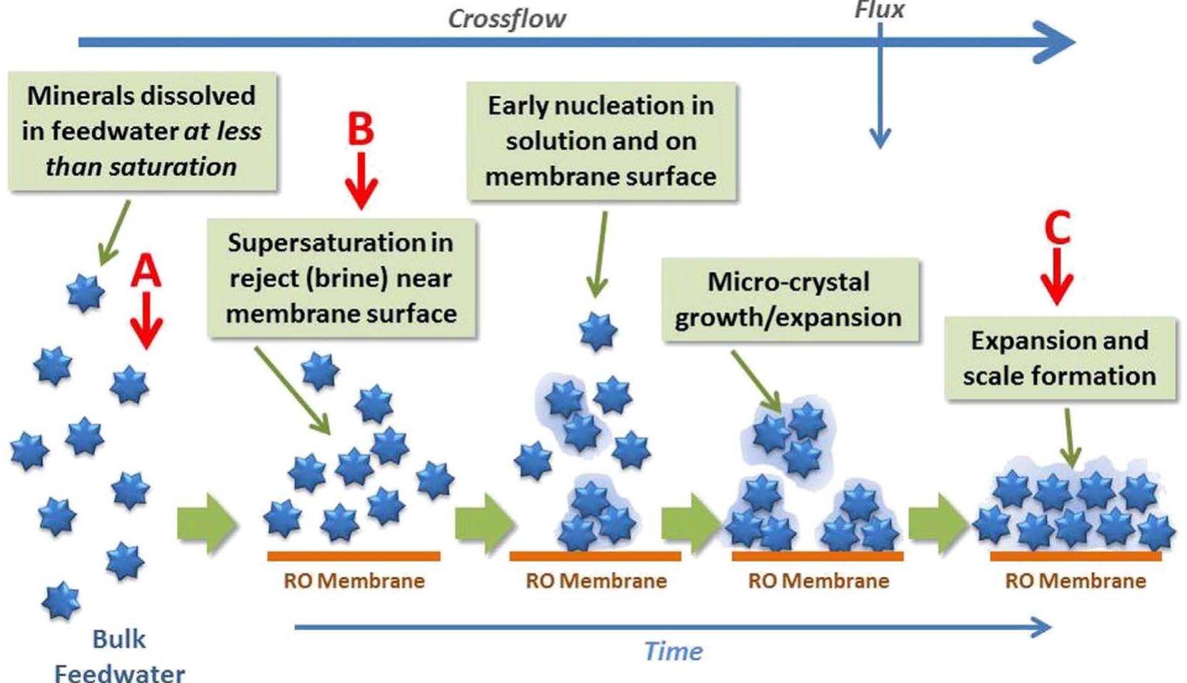 Schematic illustration of the key steps in scale formation