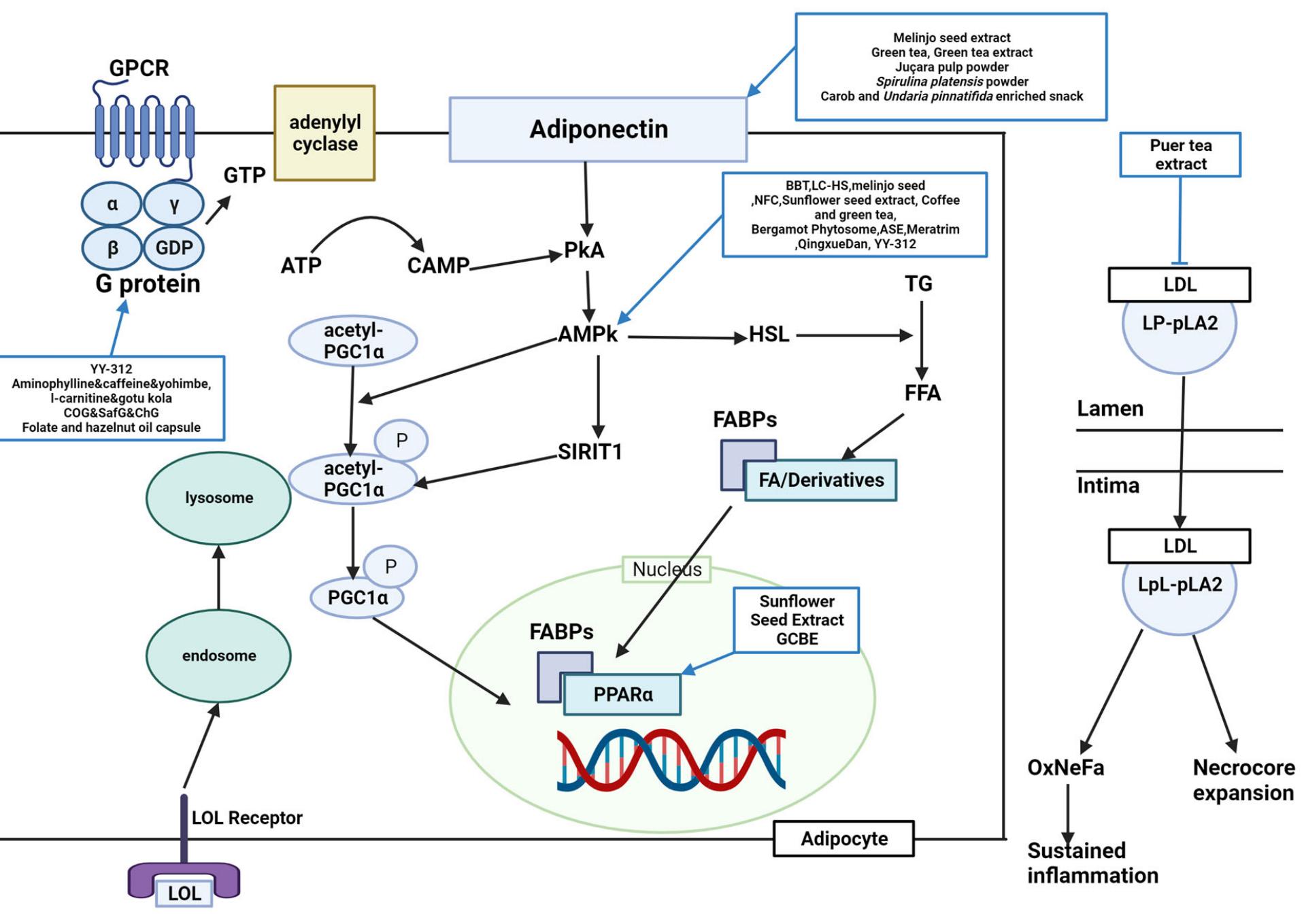 Schematic diagram of lipid metabolism and the effects of