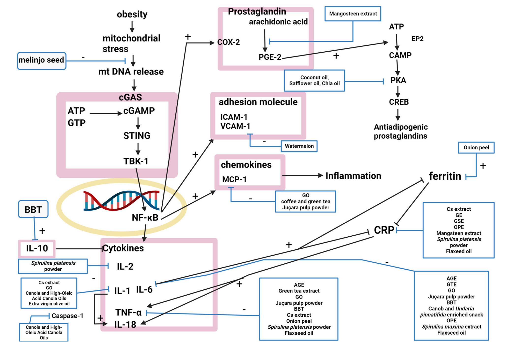 The nuclear factor-kappa b (nf-kb) signaling pathway was