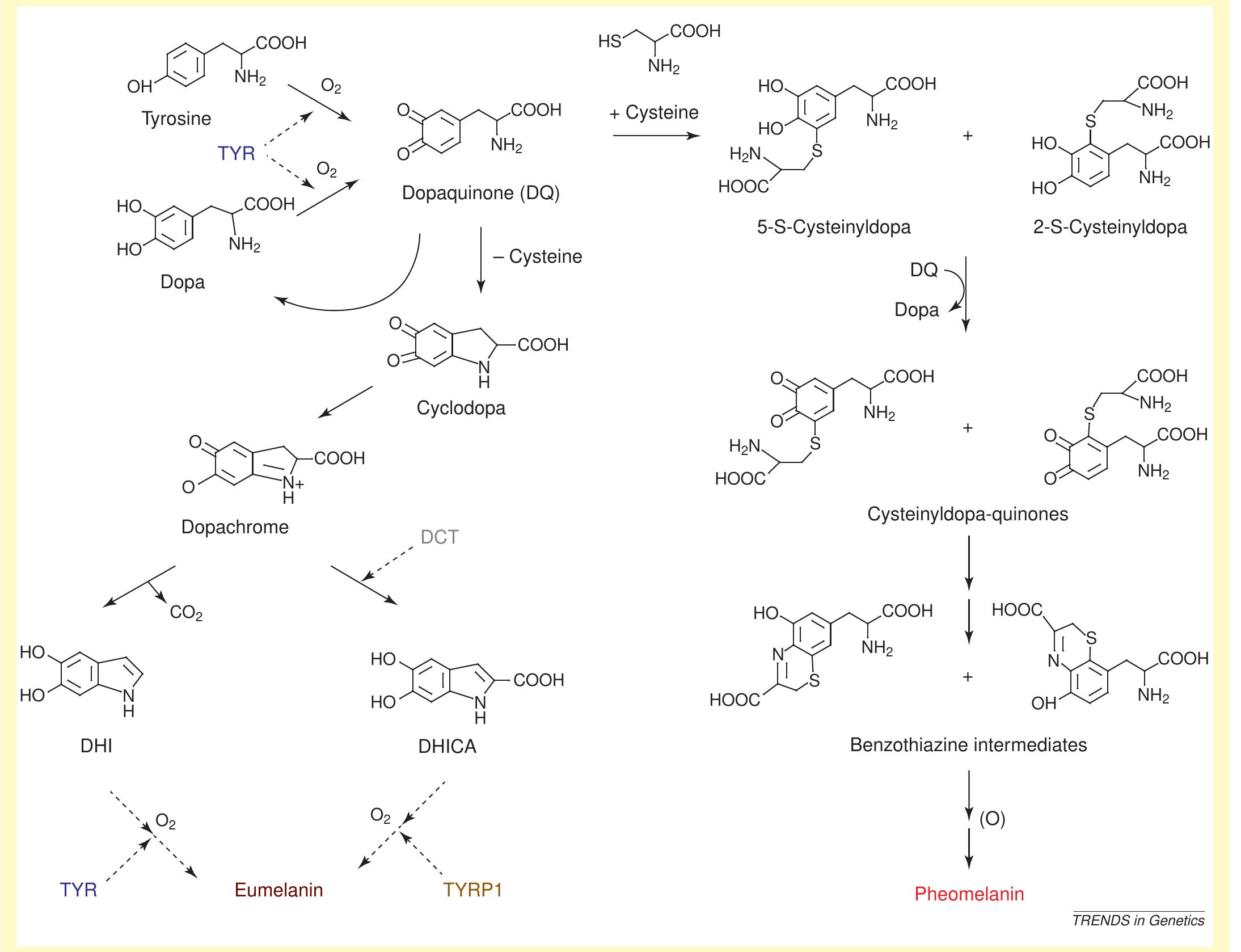 (PDF) Eye colour: portals into pigmentation genes and ancestry