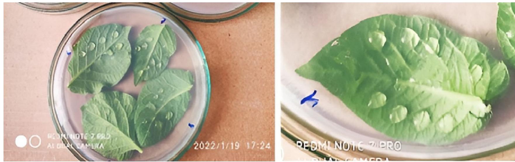 Detached-leaf assay for pathogenicity test of p. infestans.