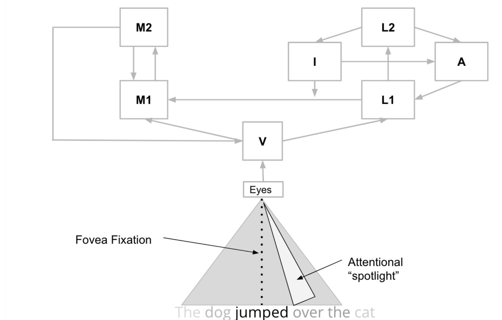 1: schematic of e-z reader 10 model adapted from reichle,