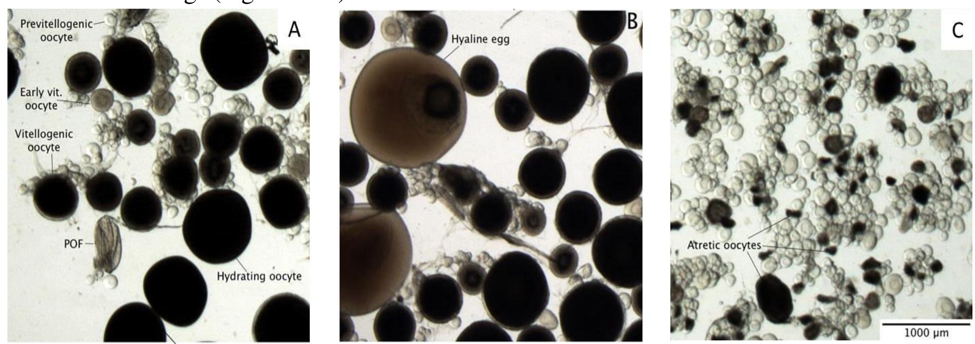 Histograms of oocyte size provide valuable details on the