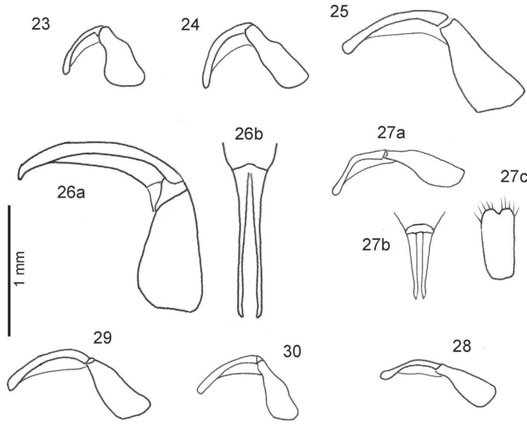 S 23-30. 23) male genitalia of g bidentulus, aedeagus