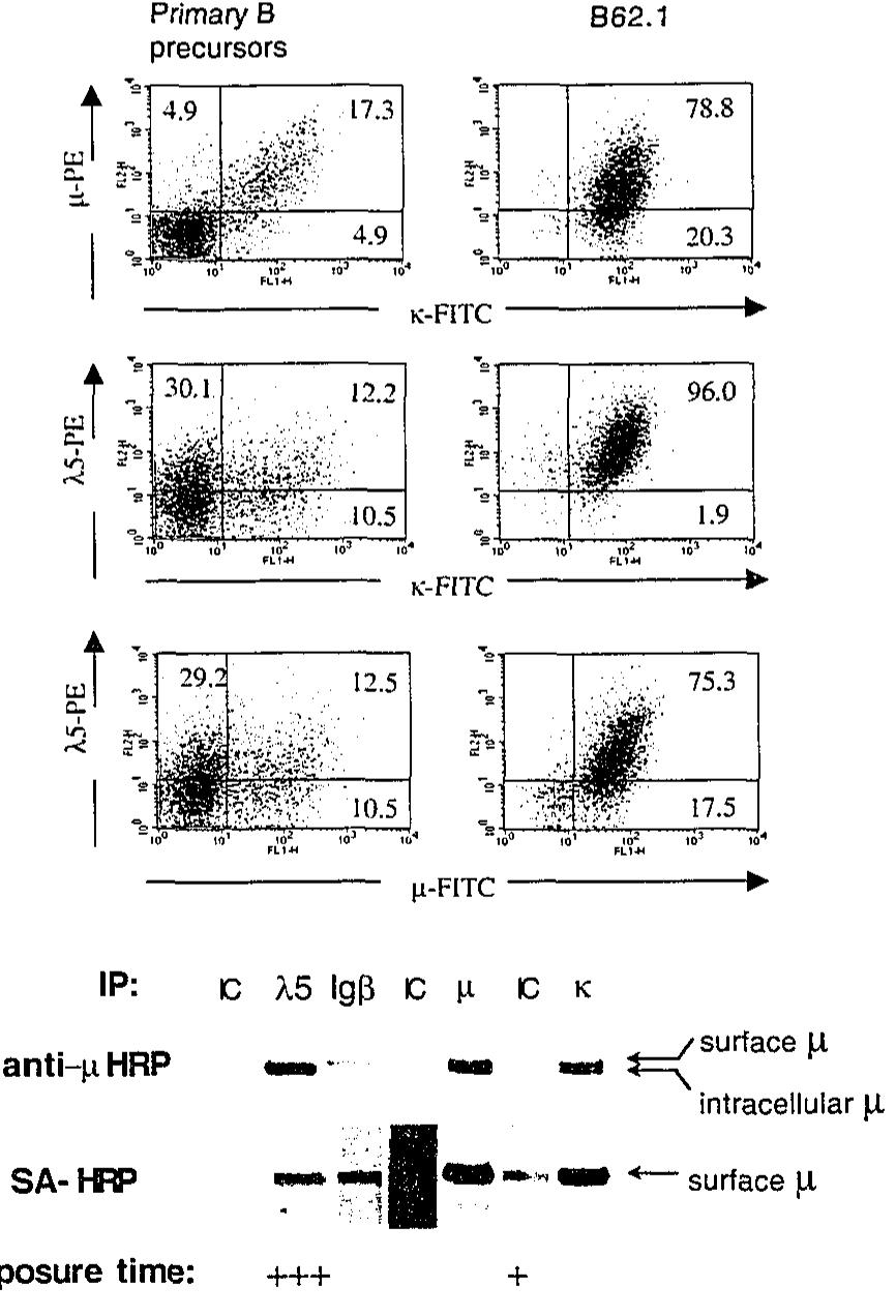-9 b62.1 as a model cell line for primary precursors