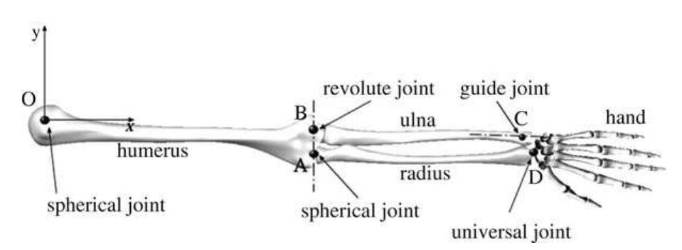 Schematic representation of an upper limb model with ideal