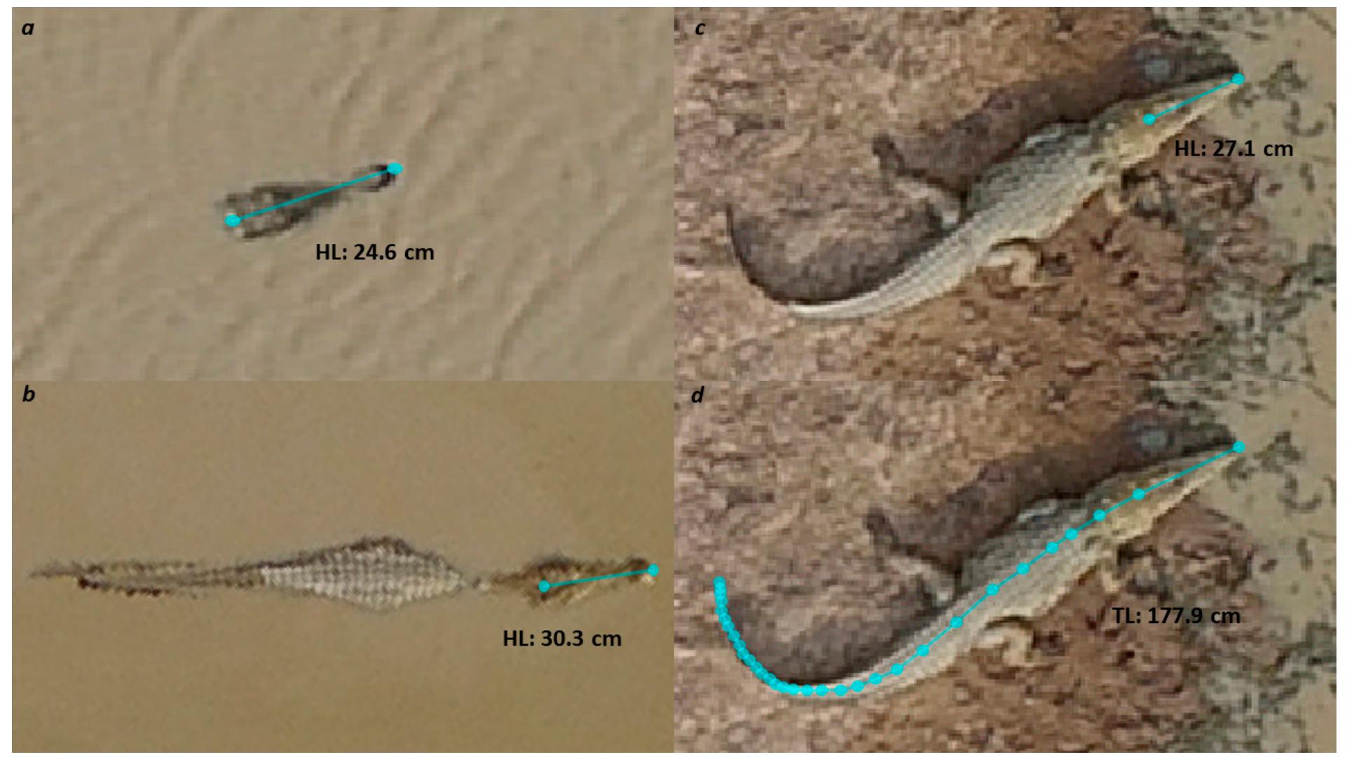 Crocodylus suchus measurements using qgis. for head length
