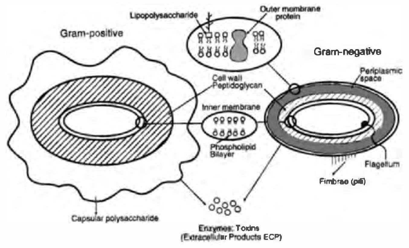 The basic structures of gram-positive and gram-negative