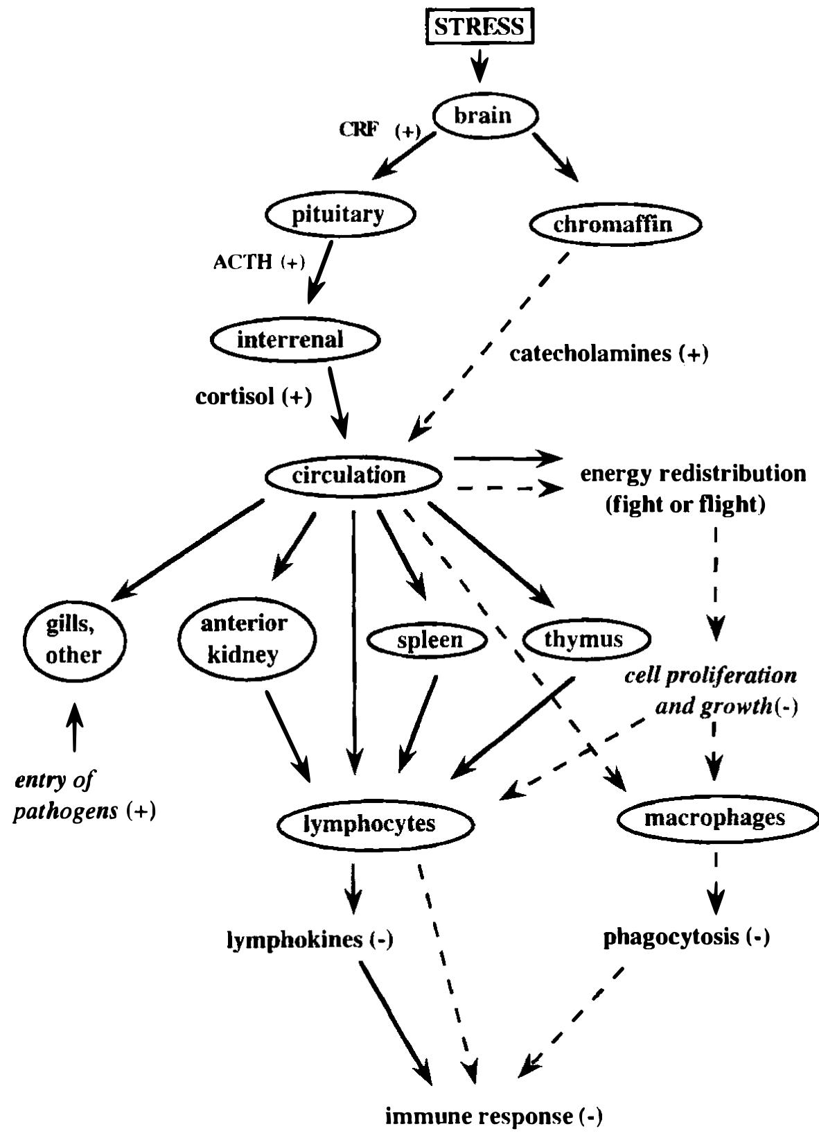 Schematic of the physiological stress response and