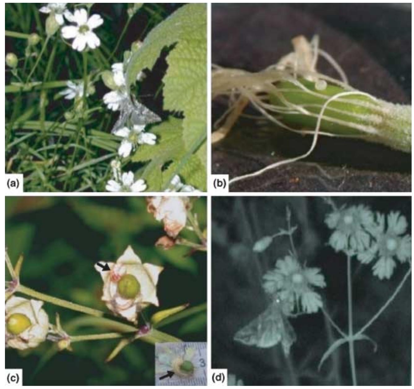 (PDF) Pollination and seed predation by moths on Silene and allied ...