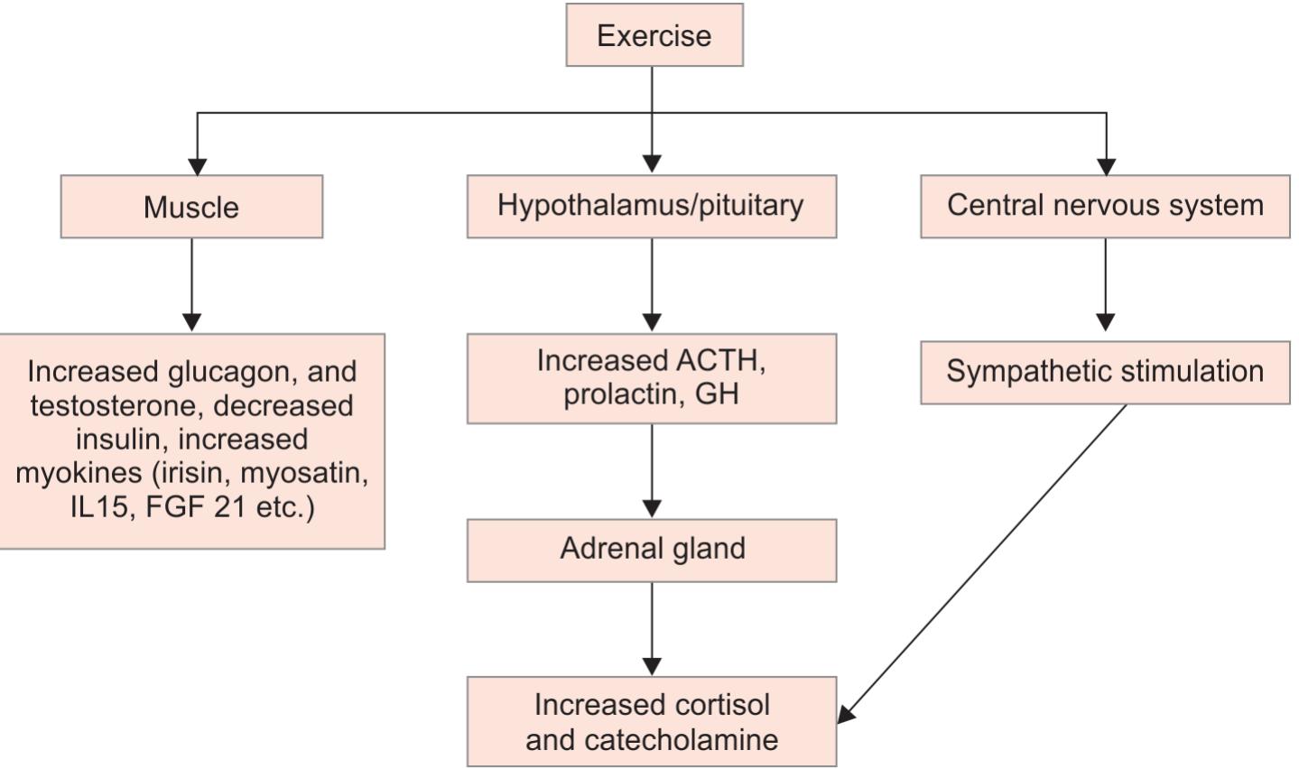 Flowchart 1: exercise associated endocrine response.** acth,