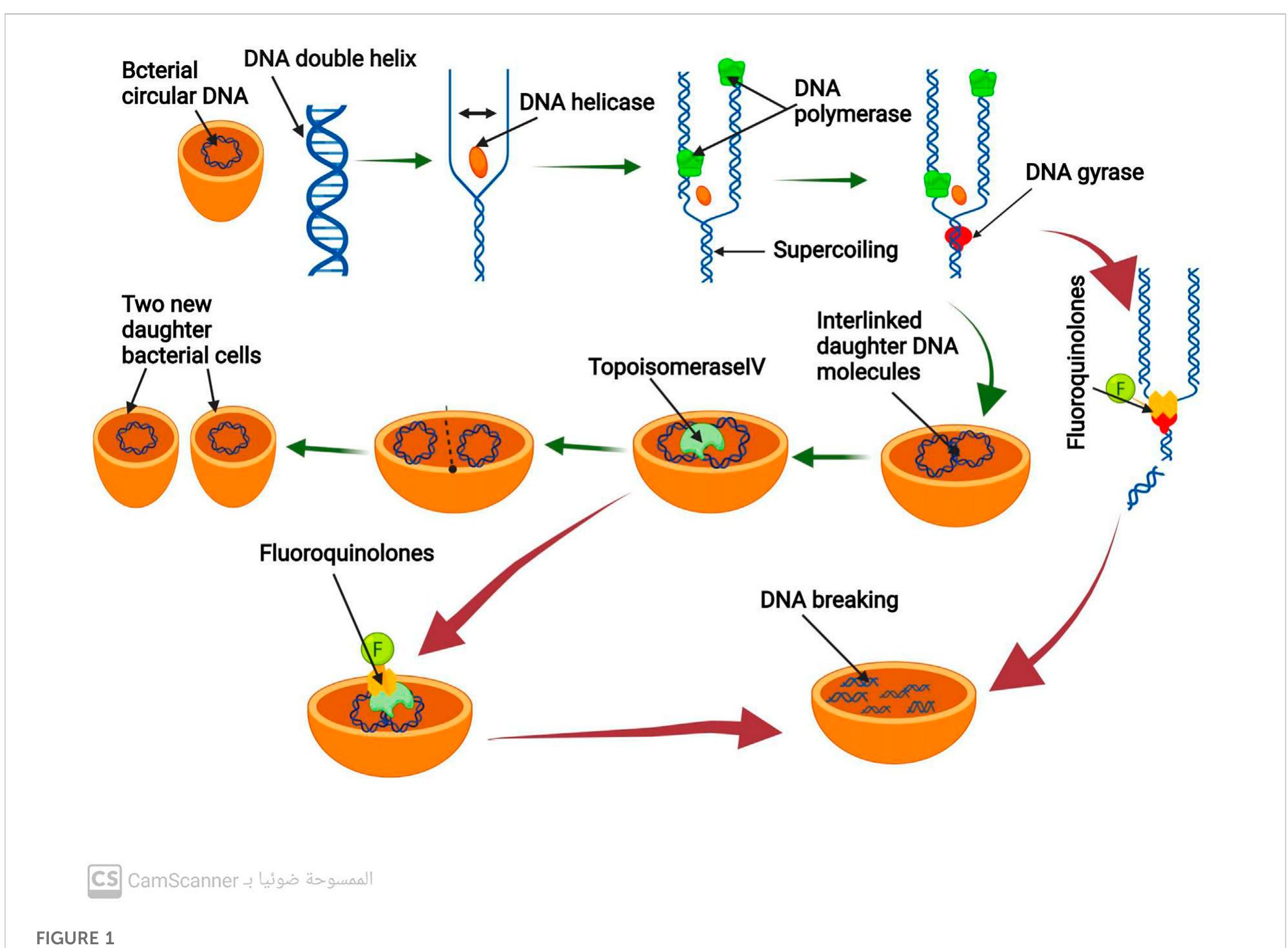 Mechanism of dna replication process and mechanism of action