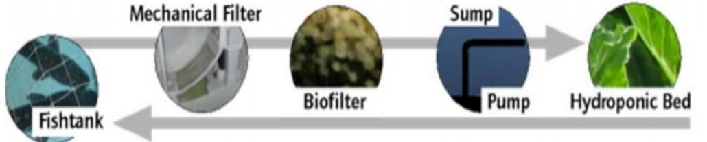 Basic aquaponics system layout as described above, the