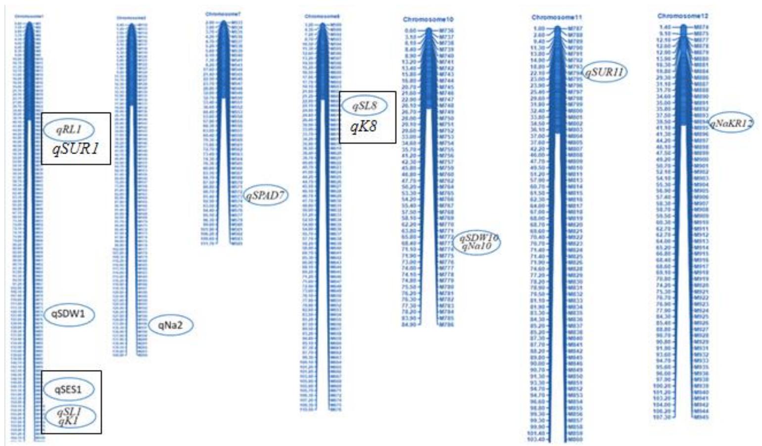 A molecular marker-based linkage map of oryza sativa l. rice