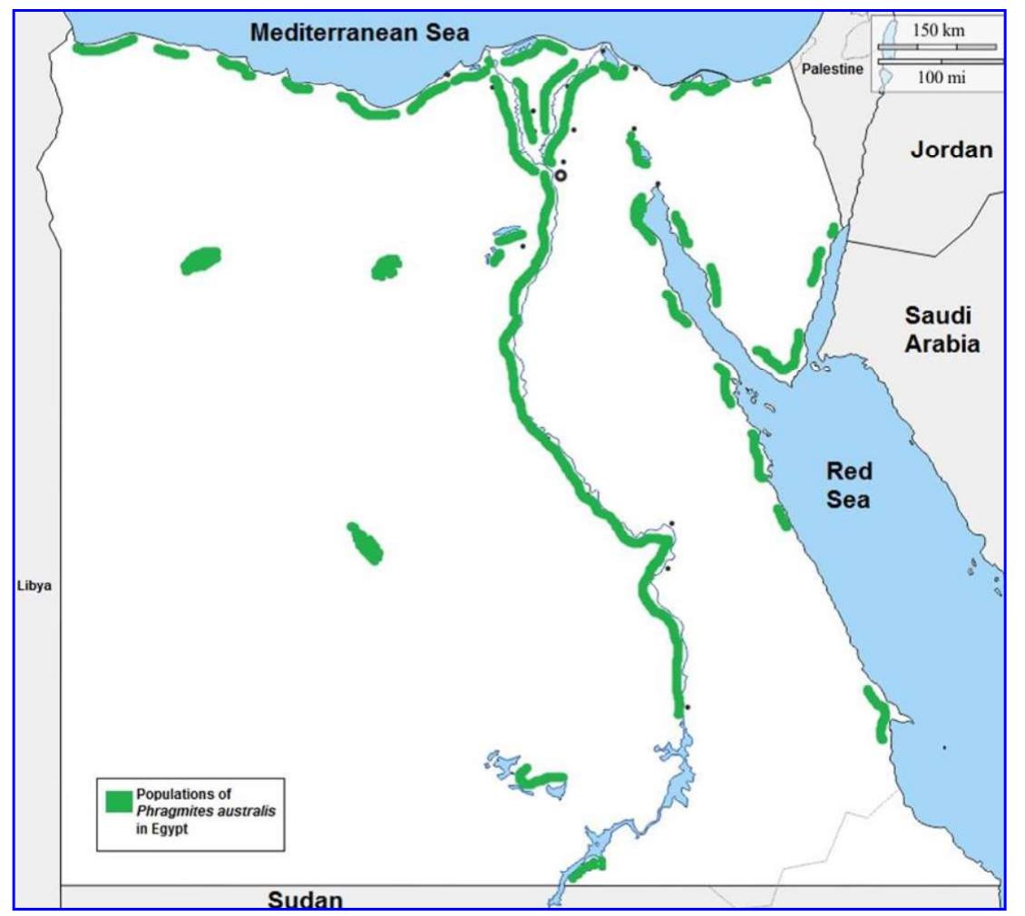 (2): map of egypt showing distribution of phragmites