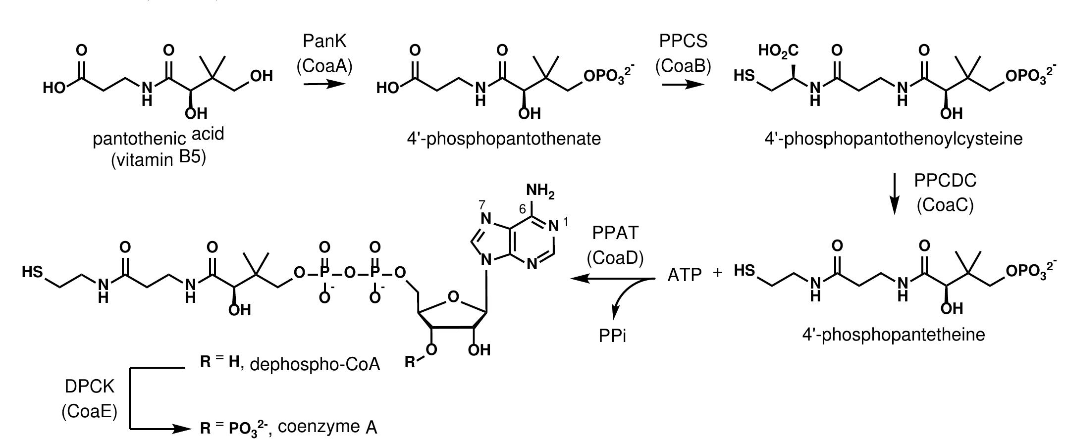 Biosynthetic pathway for the conversion of pantothenic acid