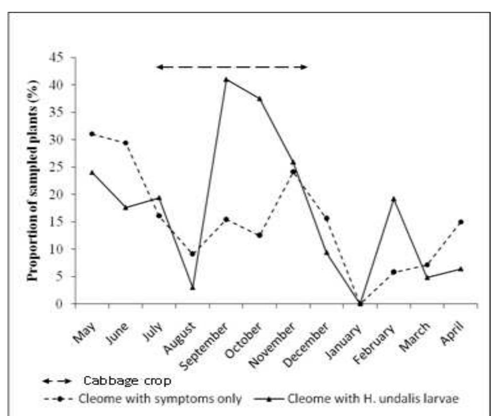 Occurrence of h. undalis larvae and symptoms of damage on c.