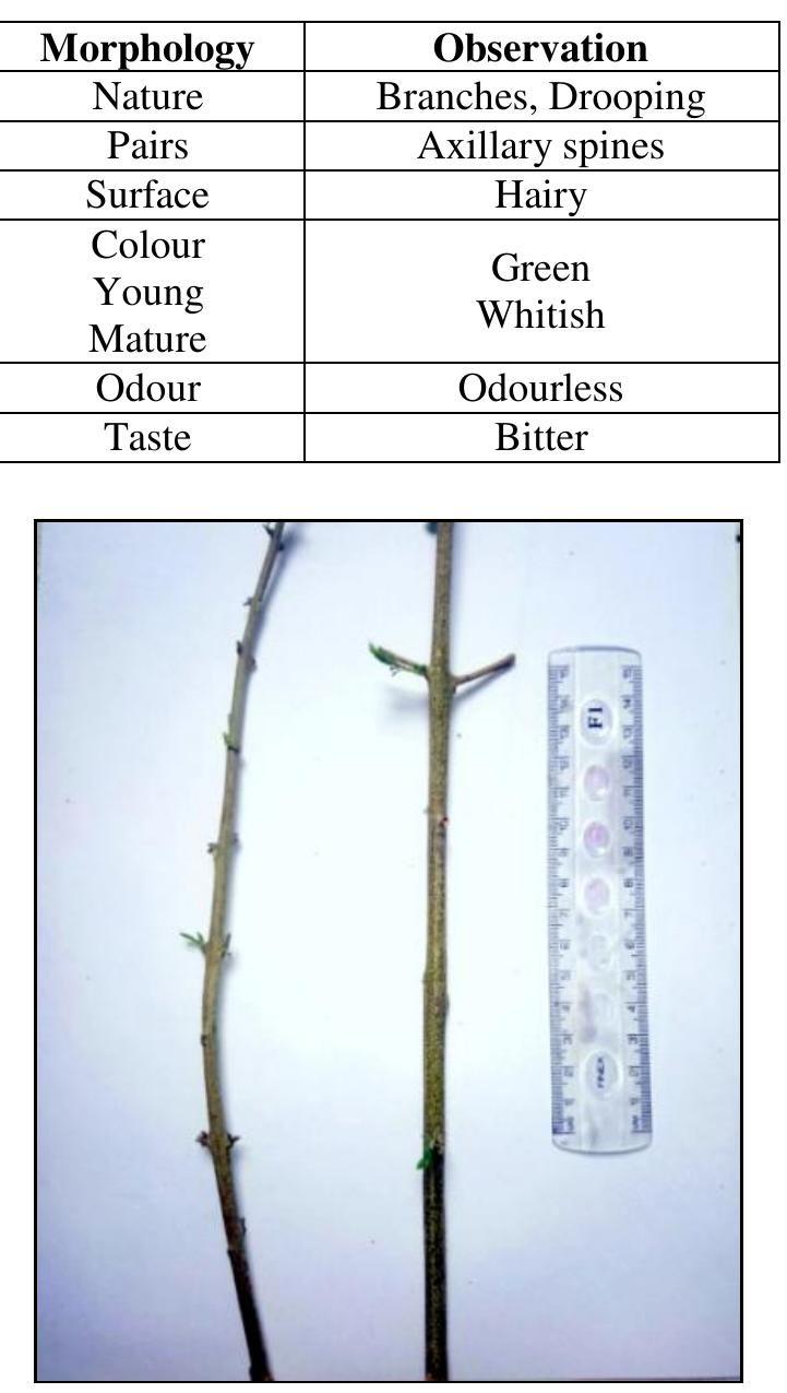 Morphology of stem fig 3: morphology of d. erecta stem