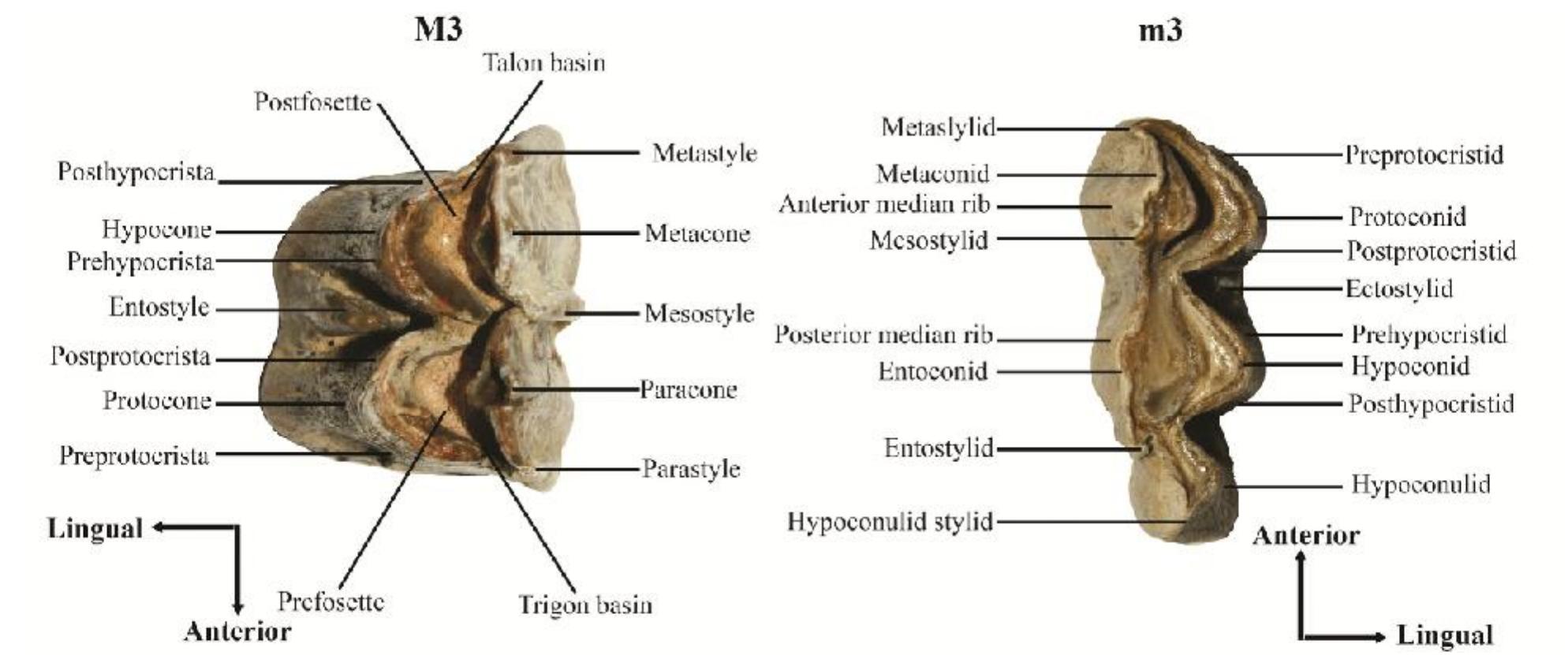 The terminology of upper (m3) and lower (m3) third molar of