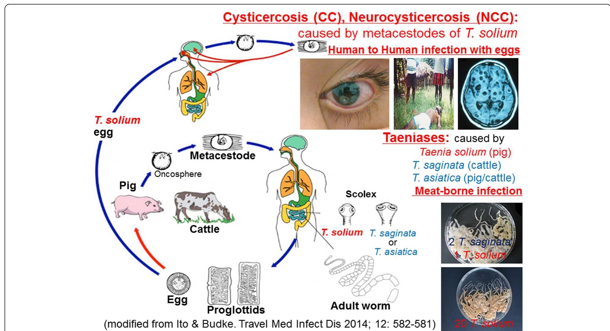 The life cycle of three human taenia tapeworms (modified