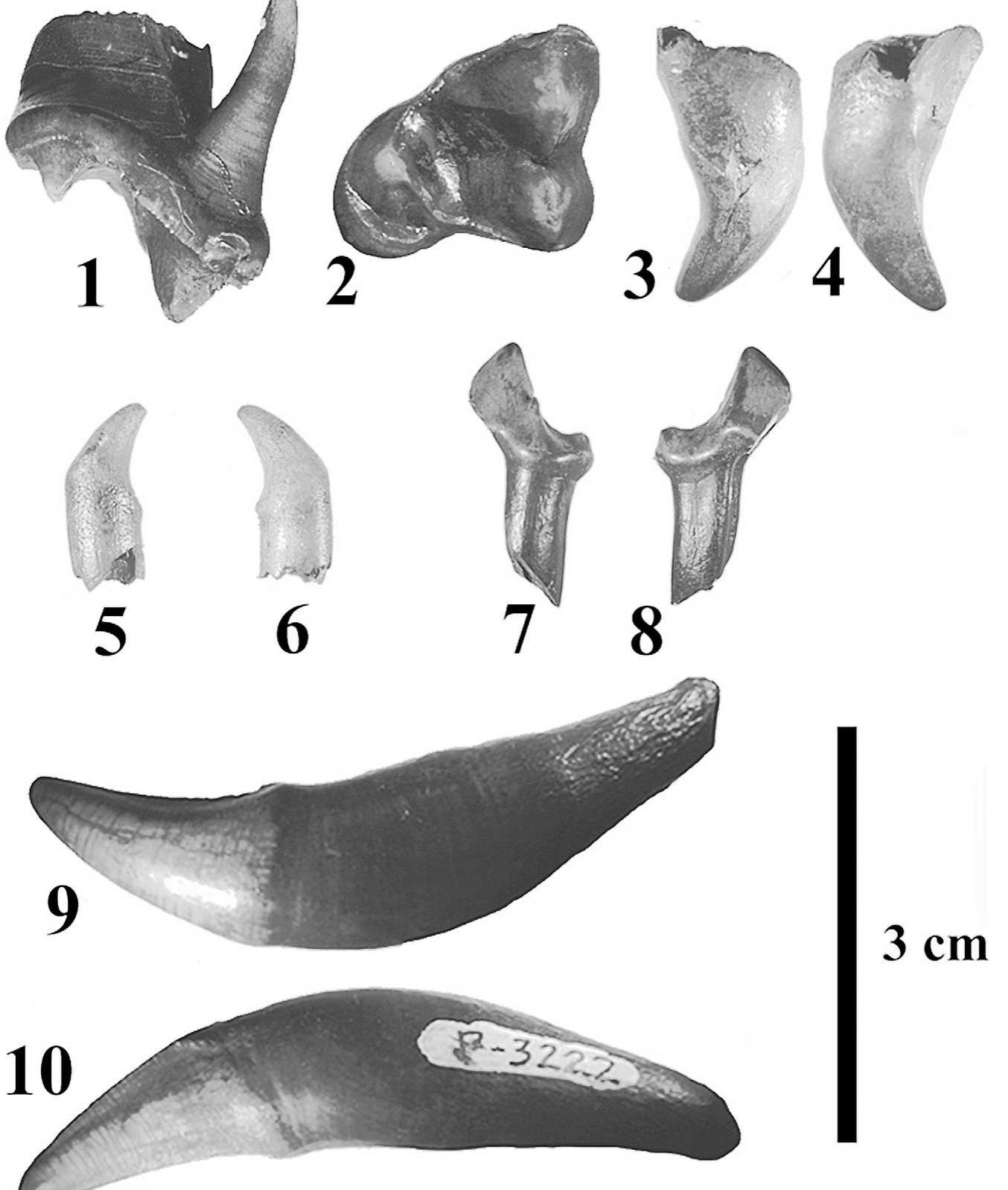 Pdf Fossil Canid Assemblage From The Late Pleistocene Of Northern
